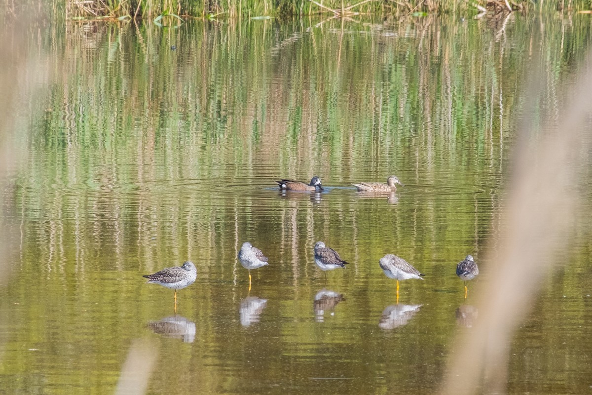 eBird Checklist - 14 Apr 2020 - Back Bay National Wildlife Refuge ...