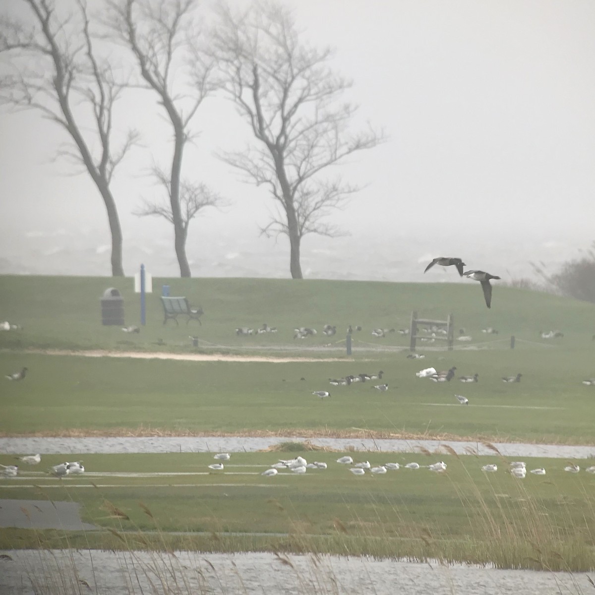 eBird Checklist - 13 Apr 2020 - Timber Point Golf Course - 32 species