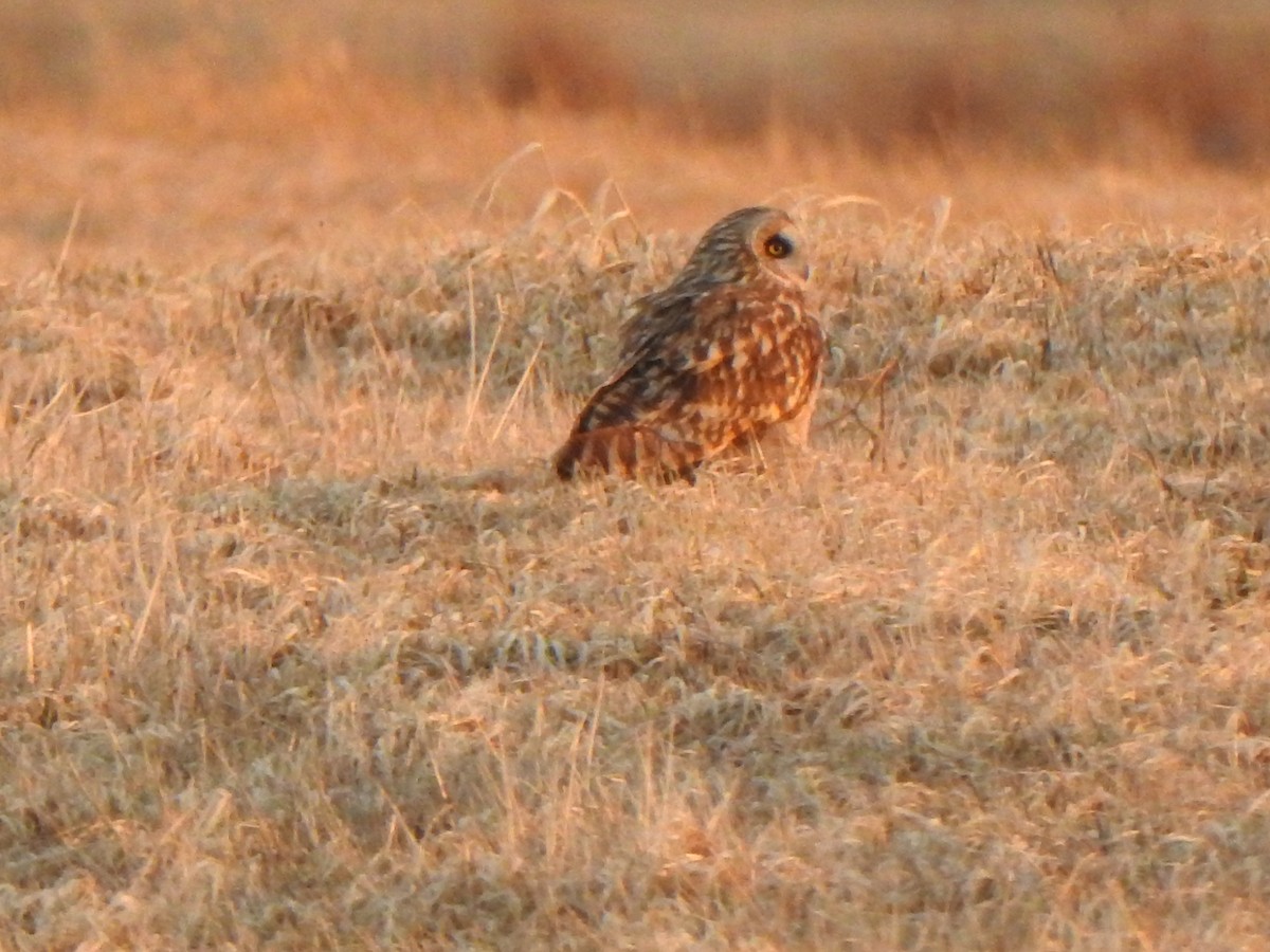 eBird Checklist - 15 Apr 2020 - Tantramar Marsh - 5 species