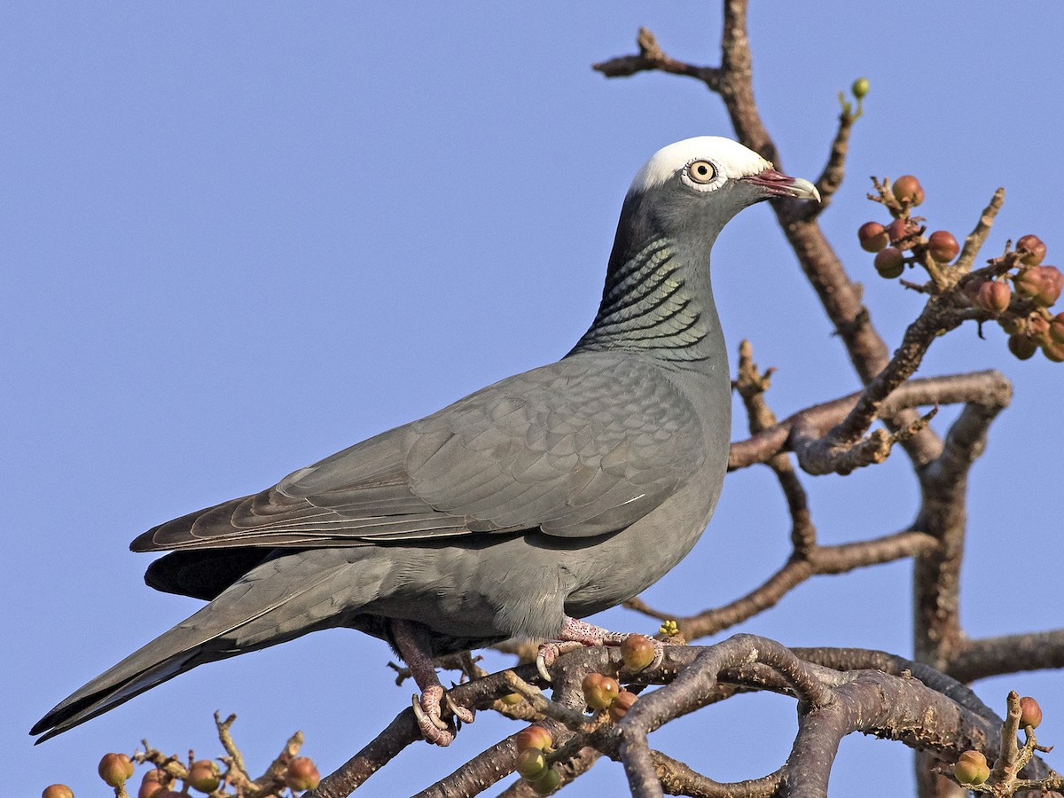 White-crowned Pigeon - Patagioenas leucocephala - Birds of the World