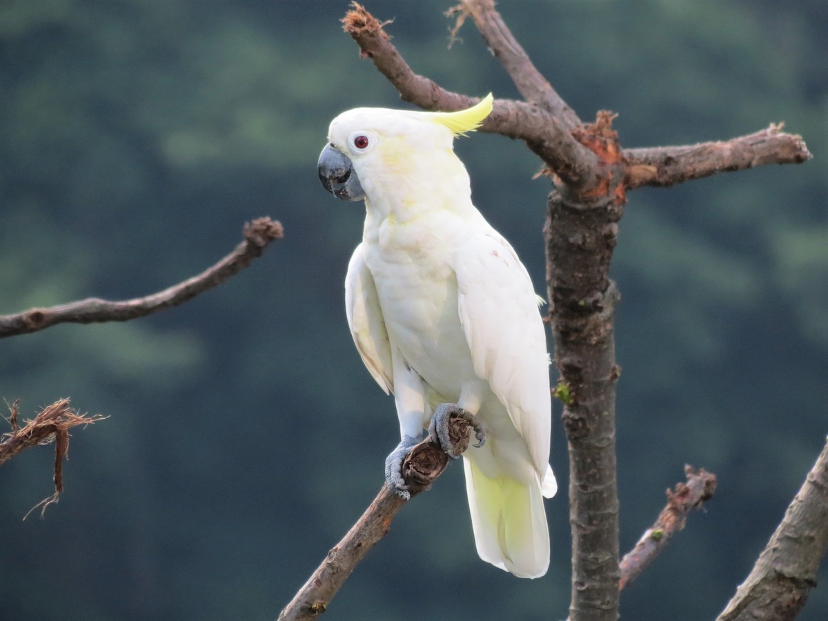 ML224057591 - Yellow-crested Cockatoo - Macaulay Library