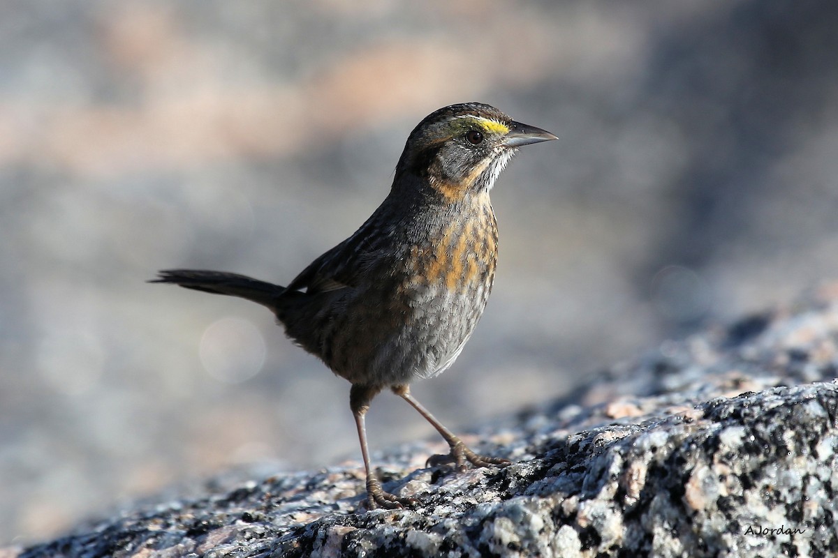 eBird Checklist - 23 Dec 2015 - Bolivar Flats Shorebird Sanctuary--17th ...