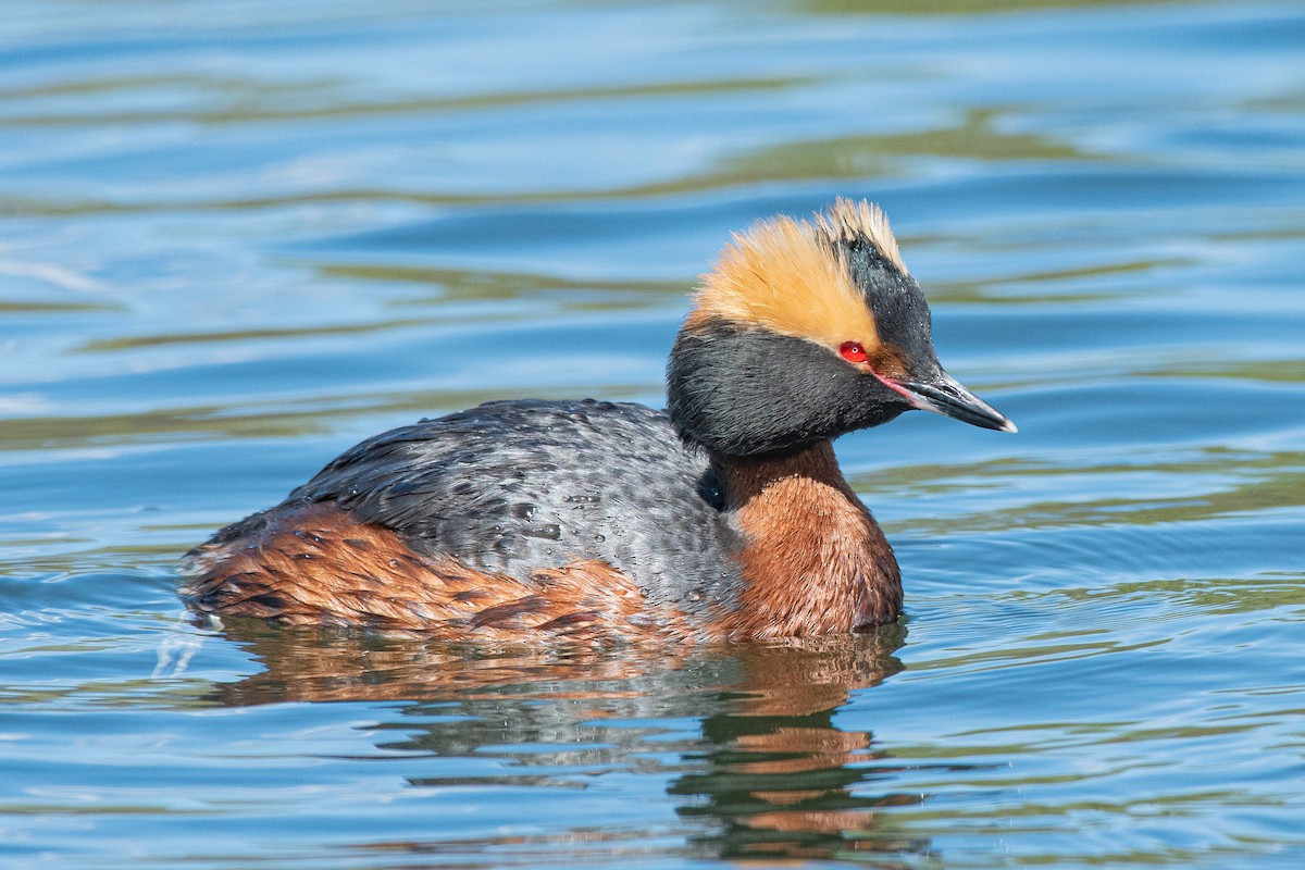 ML224232271 - Horned Grebe - Macaulay Library