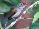 Iconic Birds - Taman Negara NP--Kuala Trenggan to Kumbang hide, Pahang ...