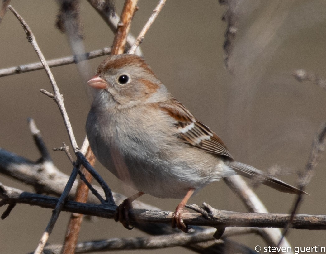 ML224729591 - Field Sparrow - Macaulay Library