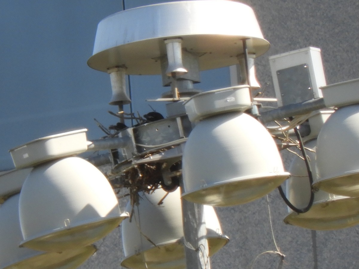 Virginia Breeding Bird Atlas Checklist - 19 Apr 2020 - 3100 Fairview ...