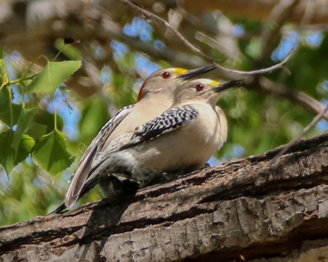 eBird Checklist - 21 Apr 2020 - Palo Duro Canyon SP (PHP 040) - 46 species