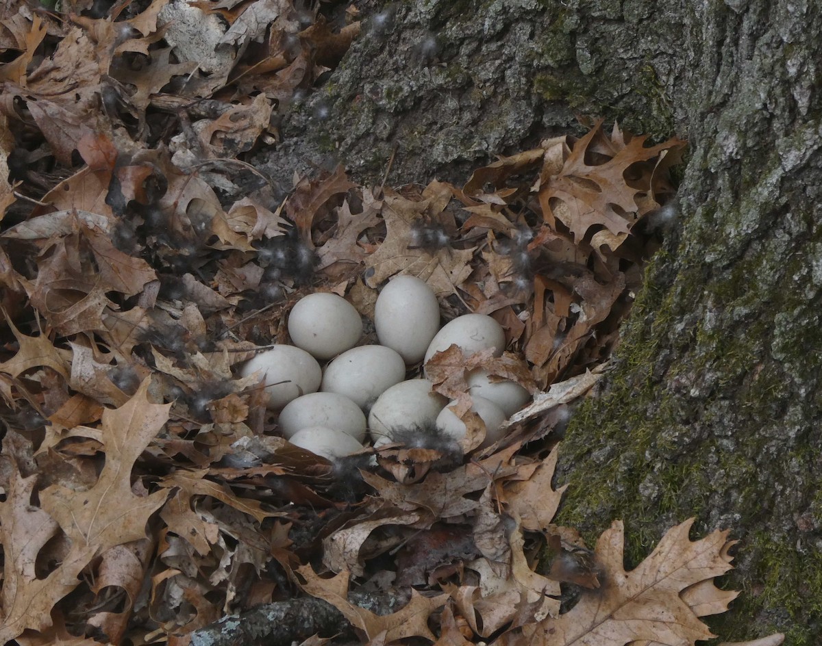 ML226180301 - American Black Duck - Macaulay Library