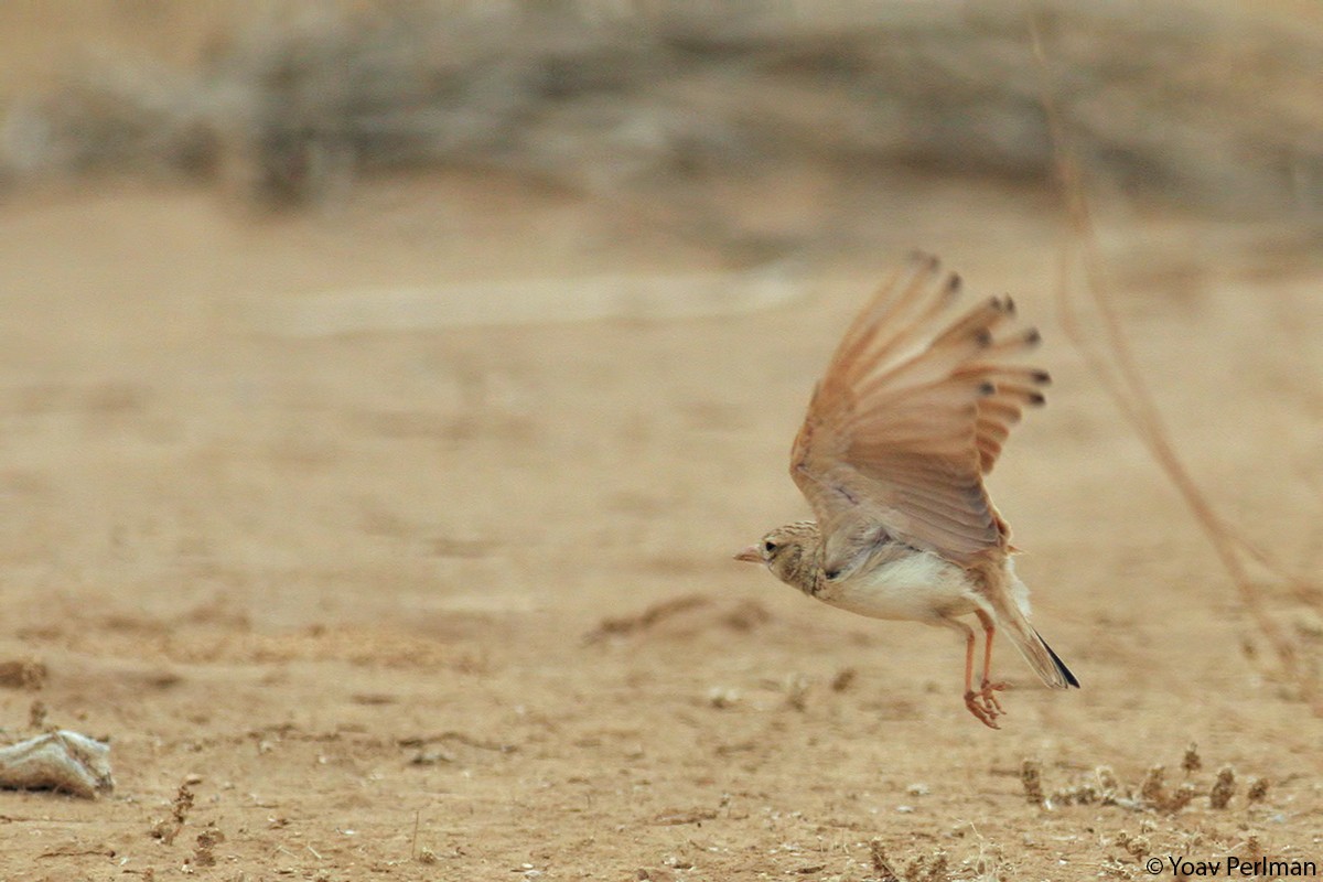 Israel Breeding Bird Atlas Checklist - 24 Mar 2007 - Arava Valley--KM ...