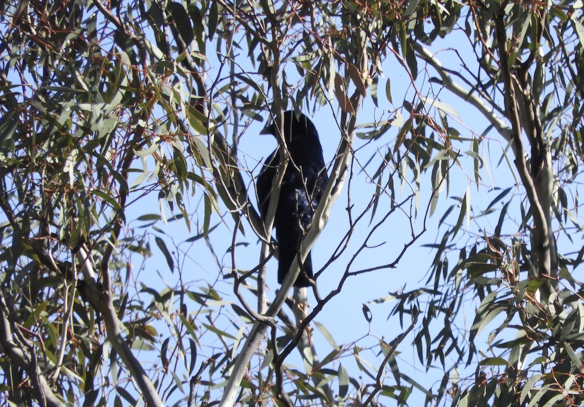 eBird Checklist - 23 Apr 2020 - Bibaringa - 50 species
