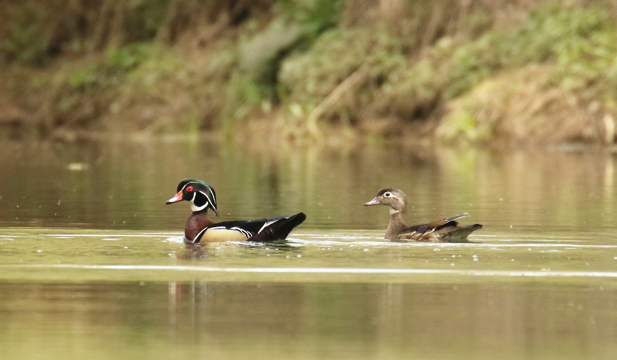 eBird Checklist - 23 Apr 2020 - Octoraro Reservoir (IBA) (Chester Co ...