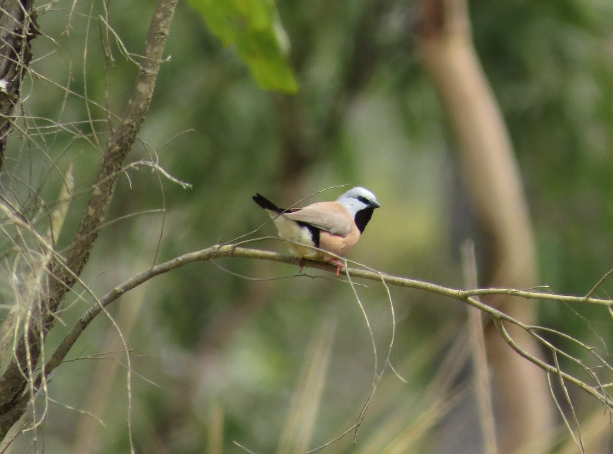 eBird Checklist - 10 Apr 2014 - Pickford Rd between Mulligan Hwy and ...