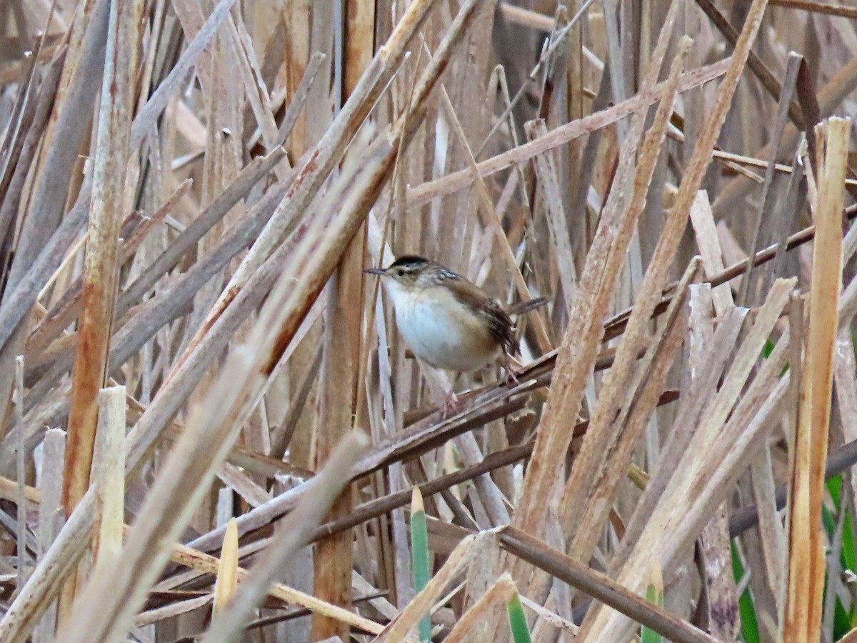 Virginia Breeding Bird Atlas Checklist - 25 Apr 2020 - Heritage ...