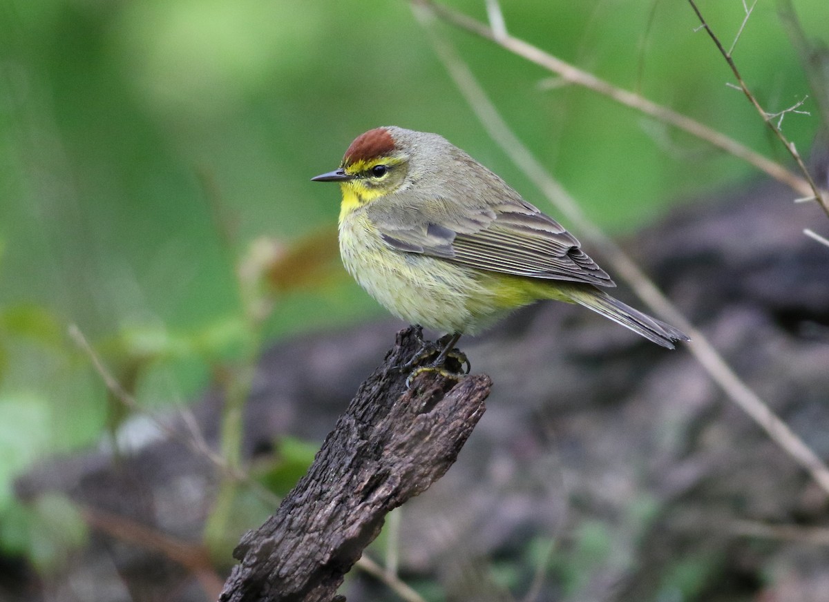 ML227556141 - Palm Warbler (Western) - Macaulay Library