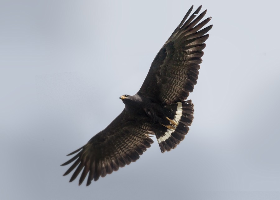 Common Black Hawk (Common) - eBird