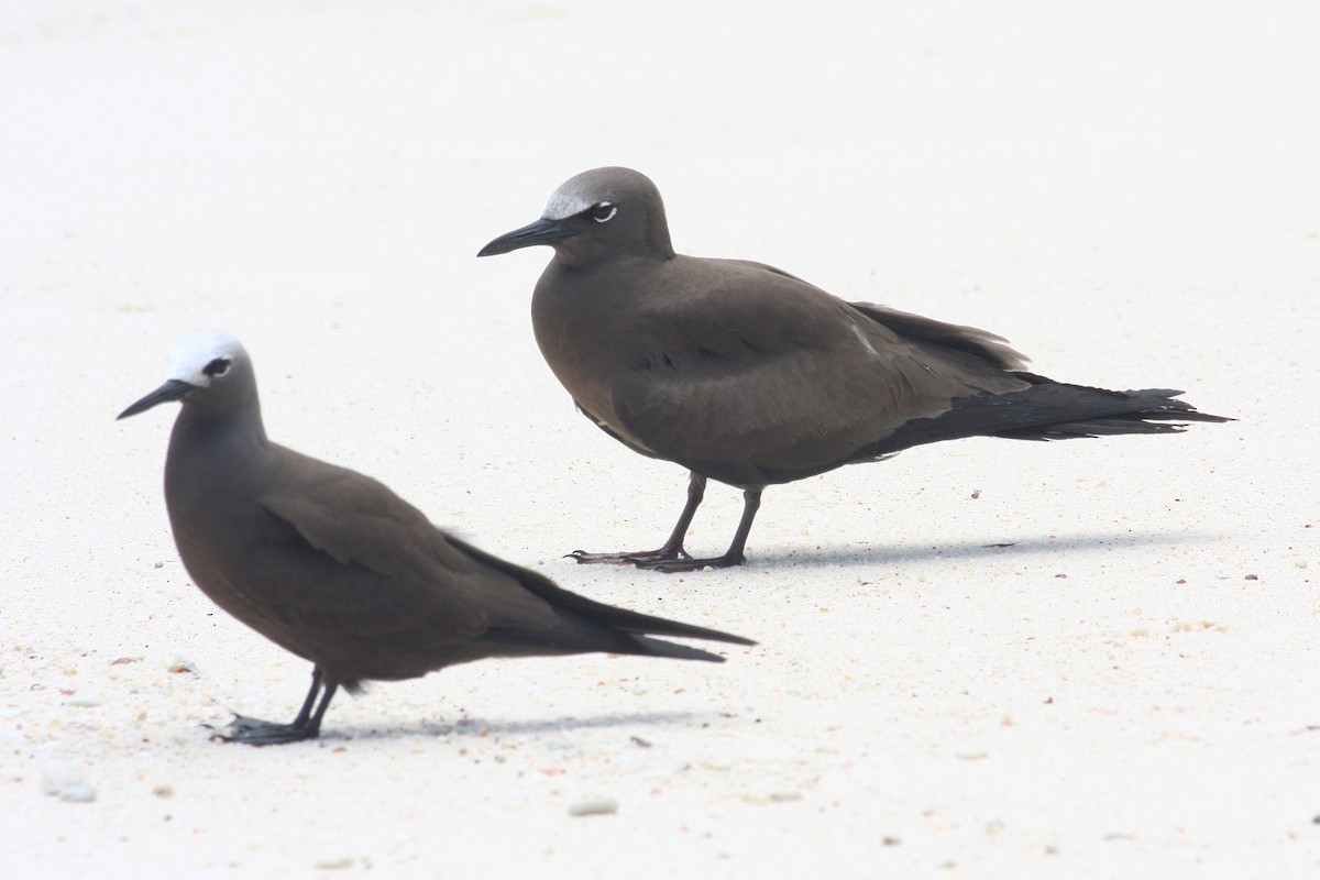 ML227977391 - Lesser Noddy - Macaulay Library