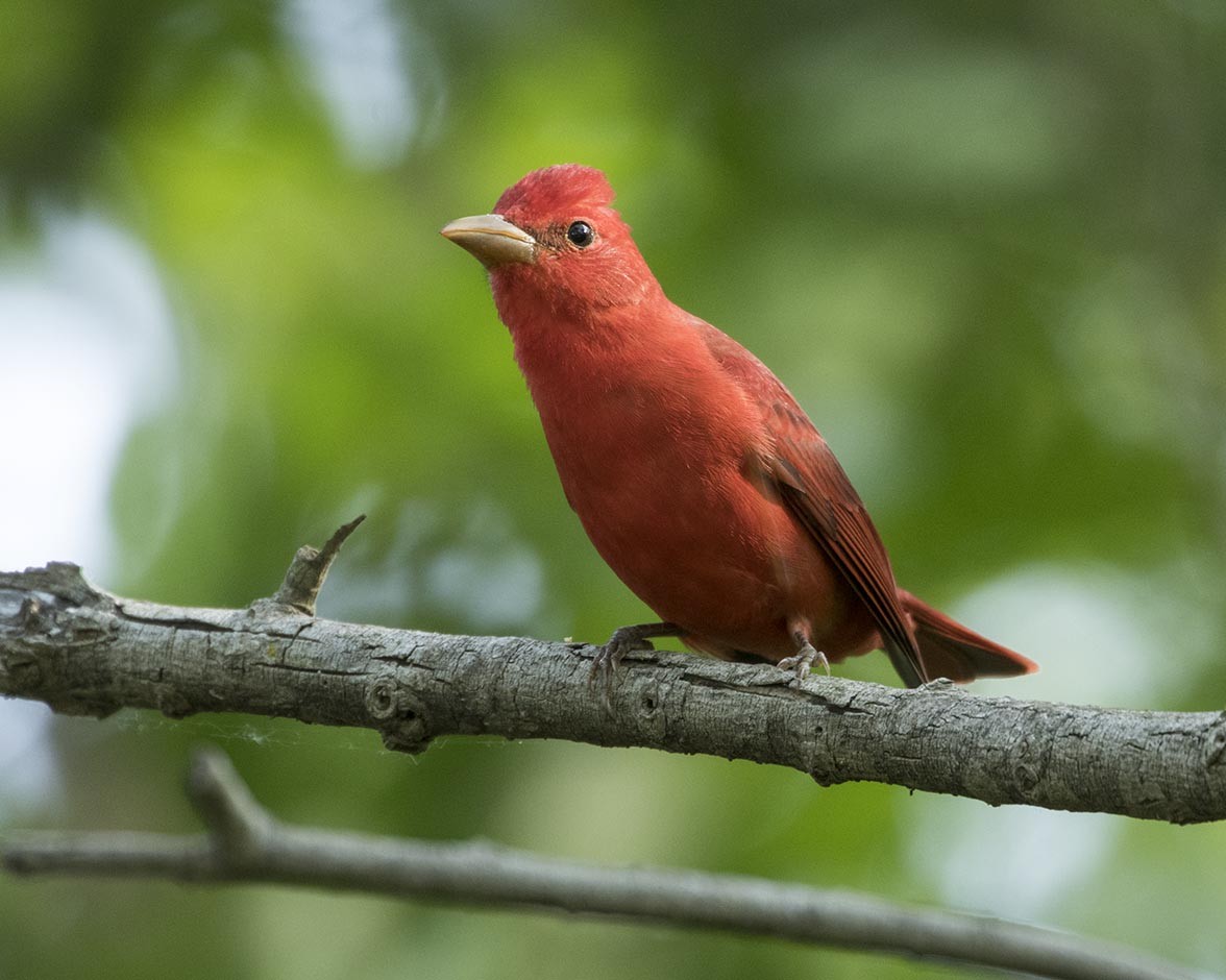 eBird Checklist - 27 Apr 2020 - Stillhouse Hollow Lake- Trimmier WMA ...