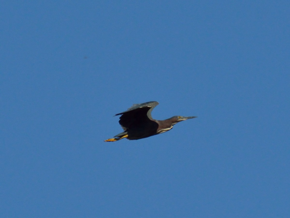 eBird Checklist - 27 Apr 2020 - 34114, Naples US-FL 25.94136, -81.47134 ...