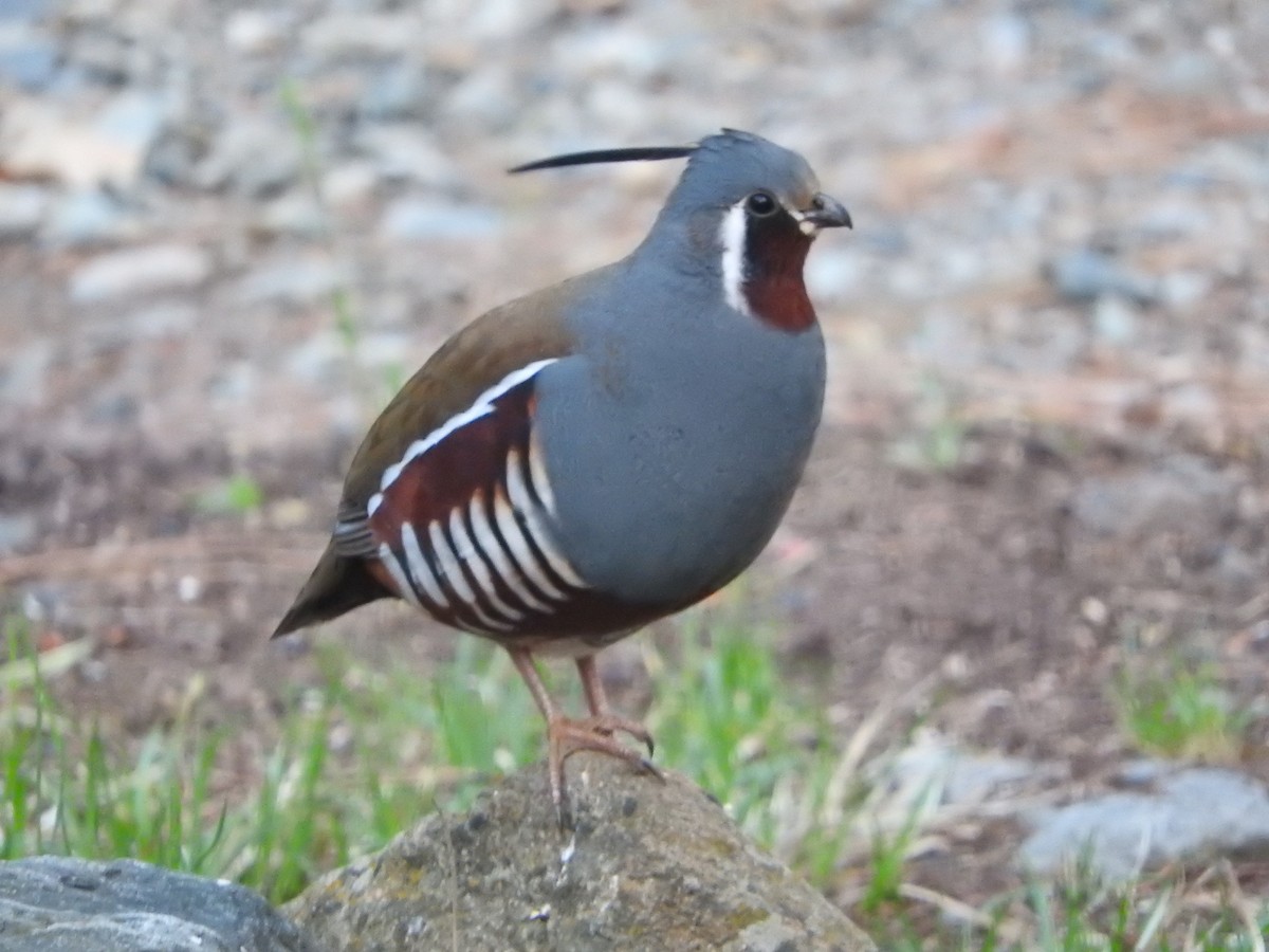 ML228300381 - Mountain Quail - Macaulay Library