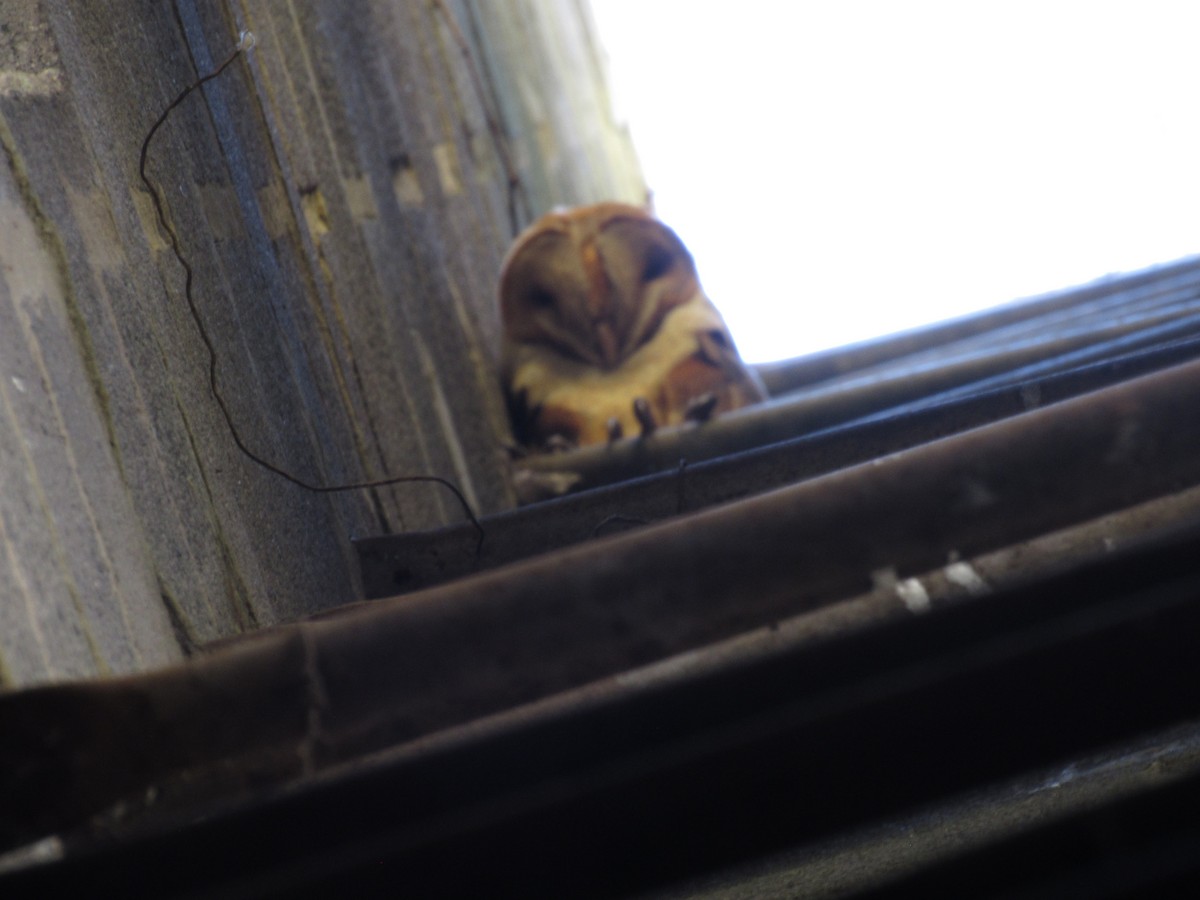 Virginia Breeding Bird Atlas Checklist - 27 Apr 2020 - Heritage ...