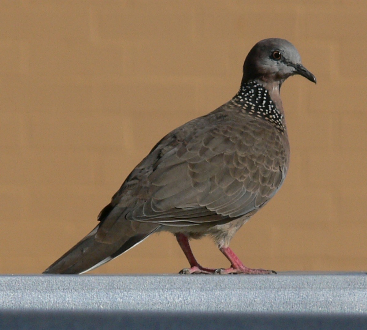 ML228469431 - Spotted Dove - Macaulay Library