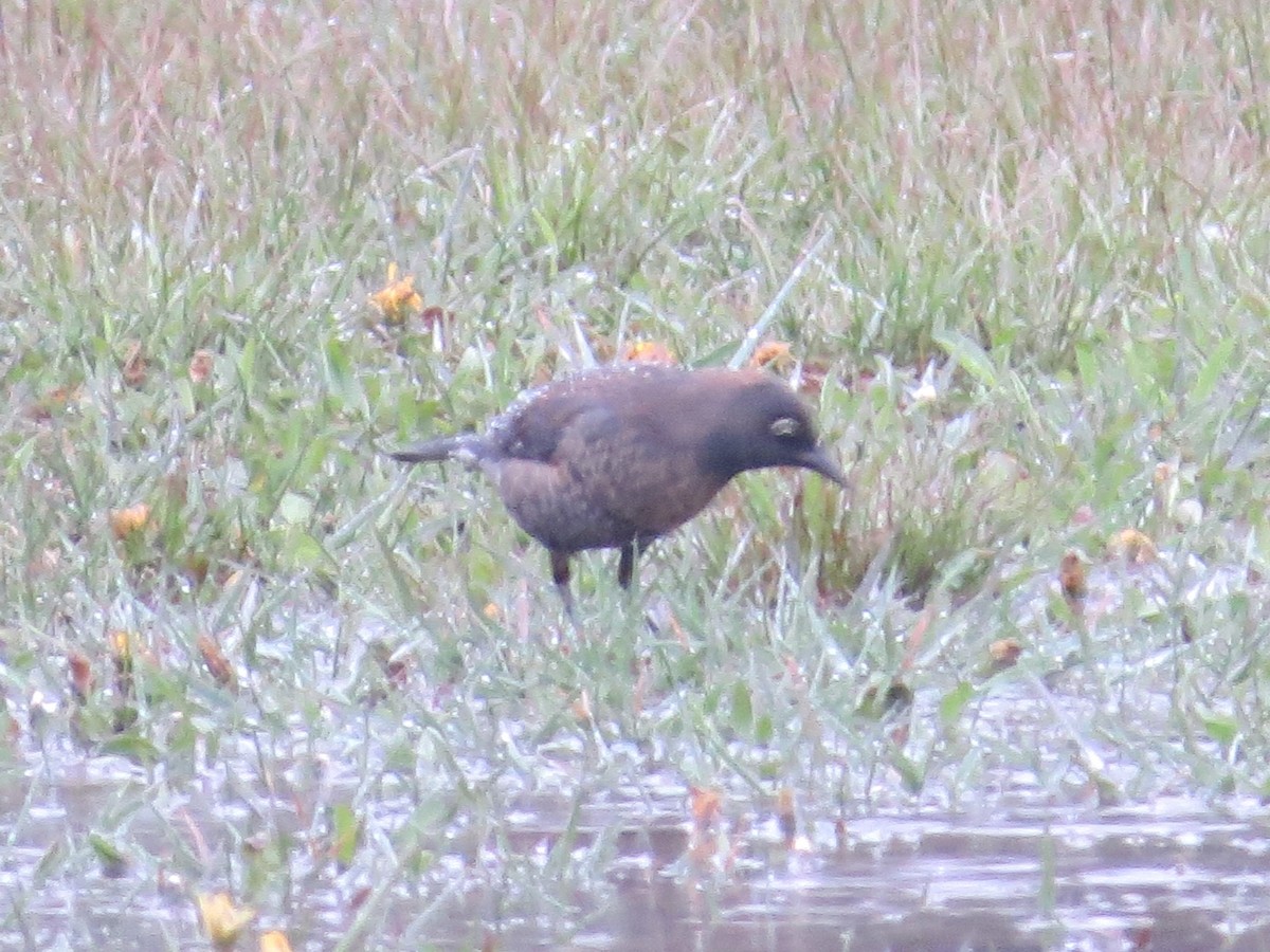 eBird Checklist - 29 Apr 2020 - LaBagh Woods Forest Preserve - 16 species