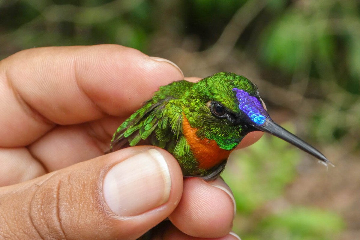 eBird Checklist - 8 Sep 2019 - Inkaterra Guides Field Station ...
