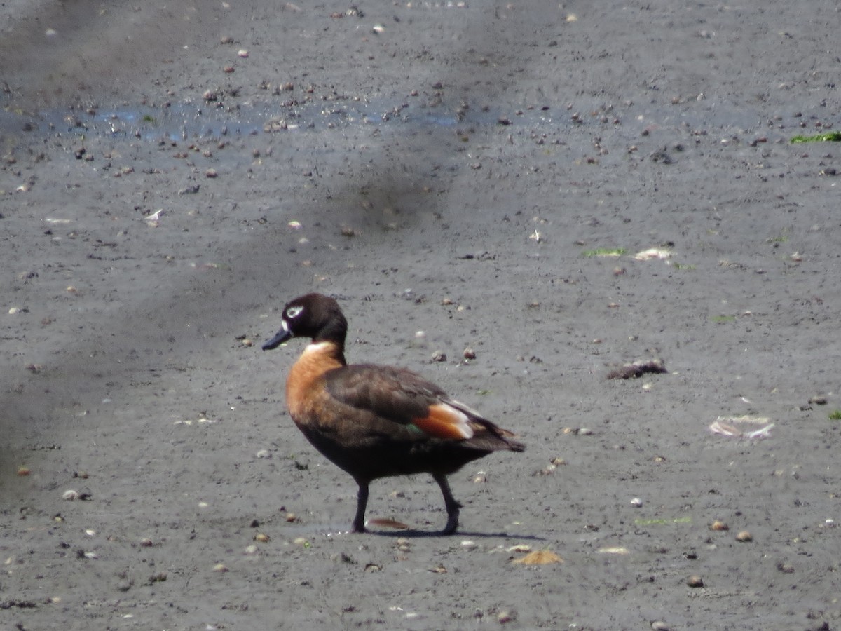 eBird Checklist - 24 Dec 2015 - Sandy Point, Avon Heathcote Estuary - 1 ...