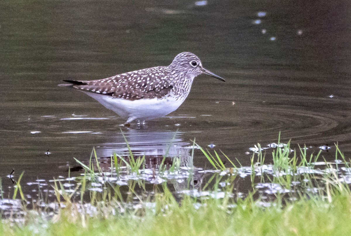 eBird Checklist - 29 Apr 2020 - Tibbetts Brook Park, Yonkers US-NY 40. ...