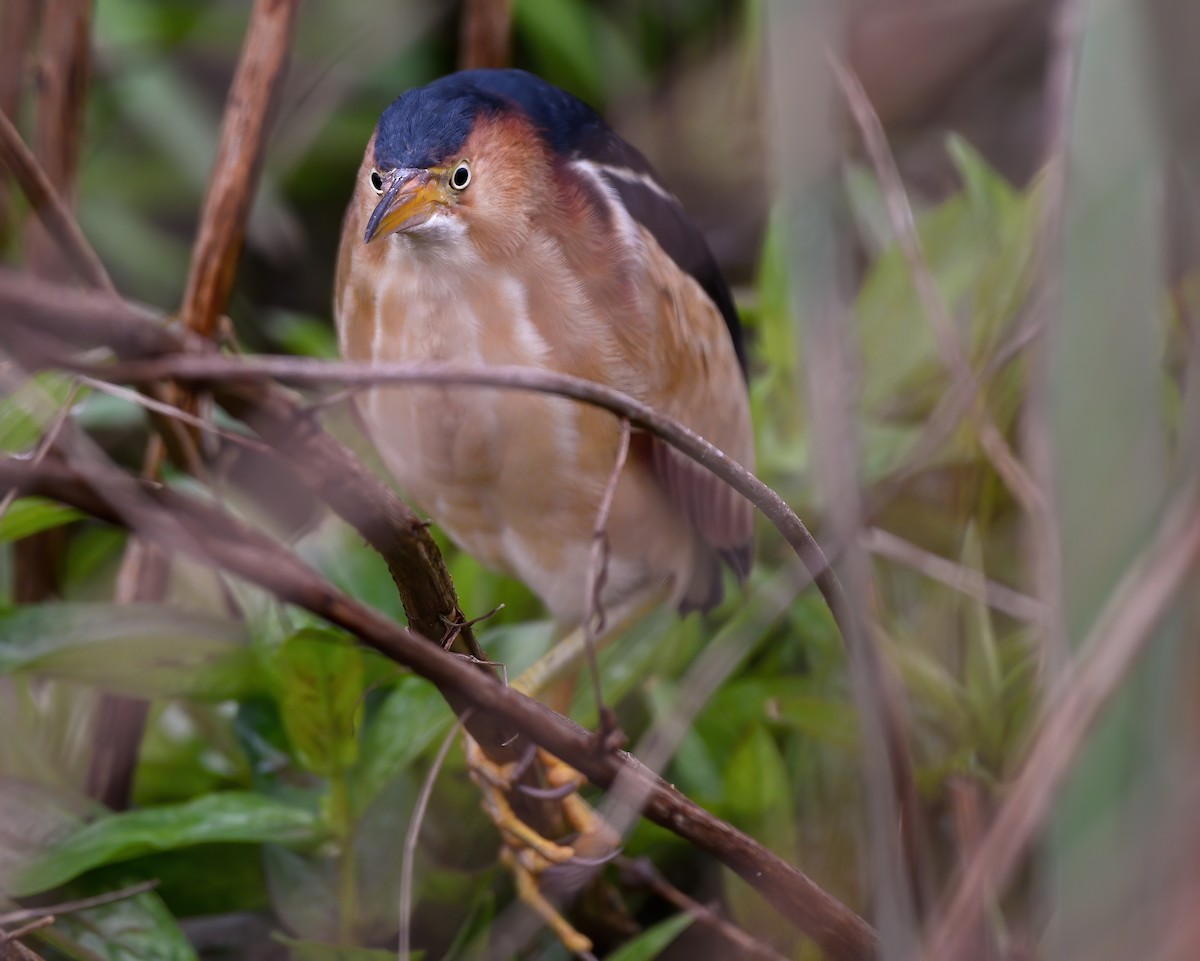 eBird Checklist - 1 May 2020 - William H. Kain County Park--Lake Redman ...