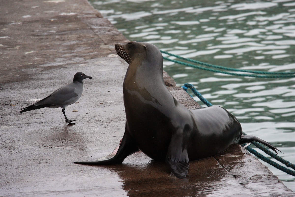eBird Checklist - 27 Jul 2016 - Santa Cruz--Puerto Ayora área general ...