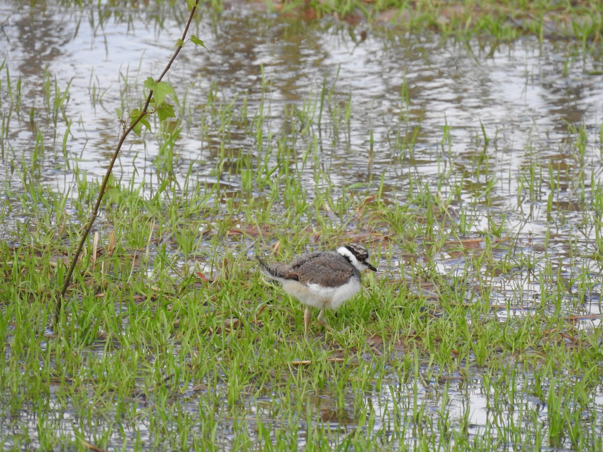 Virginia Breeding Bird Atlas Checklist - 1 May 2020 - Mooreview Parkway ...