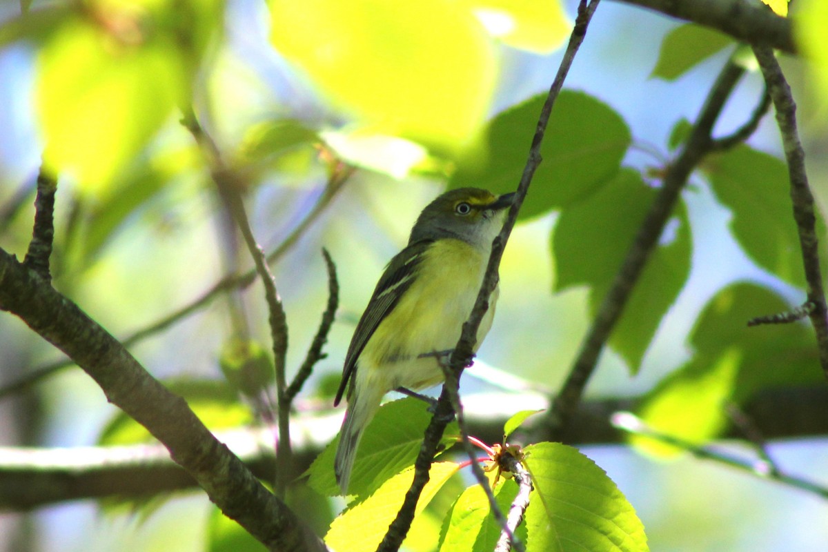 Virginia Breeding Bird Atlas Checklist - 2 May 2020 - Georgia St. - 2 ...