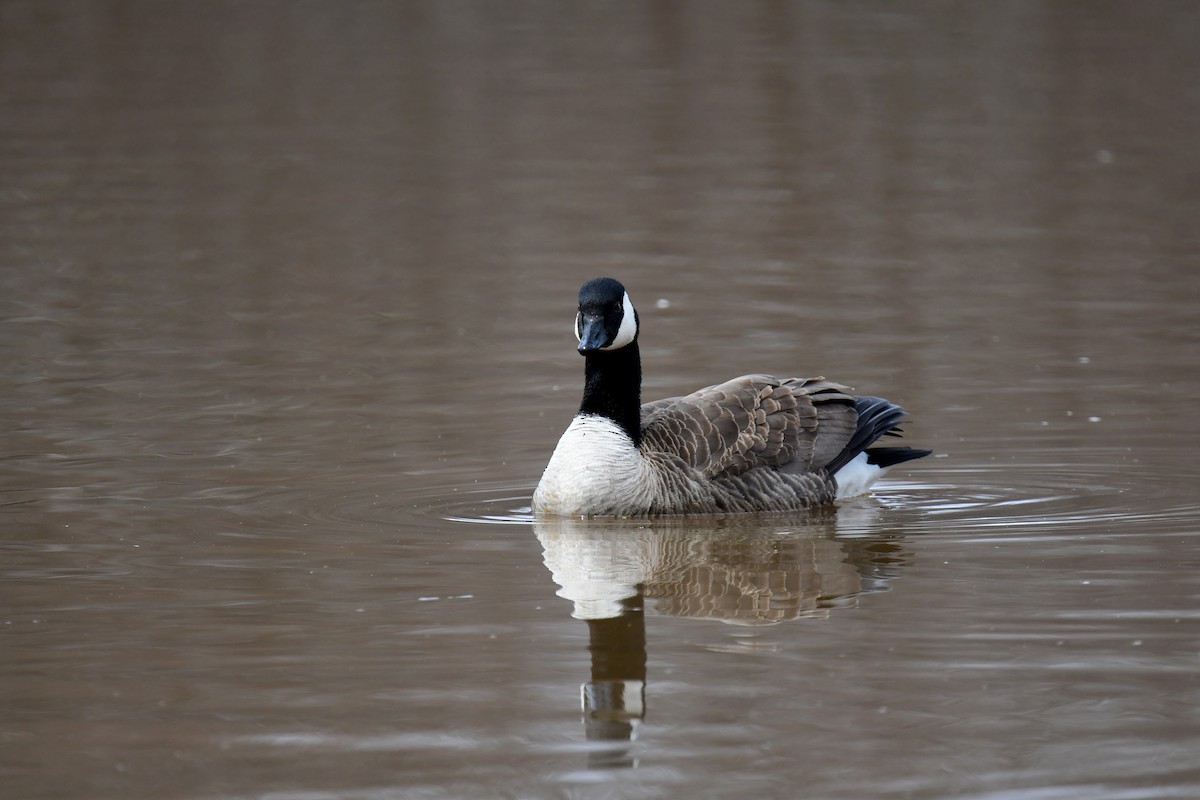 eBird Checklist - 2 May 2020 - Authier-Nord, ceinture du lac, secteur ...