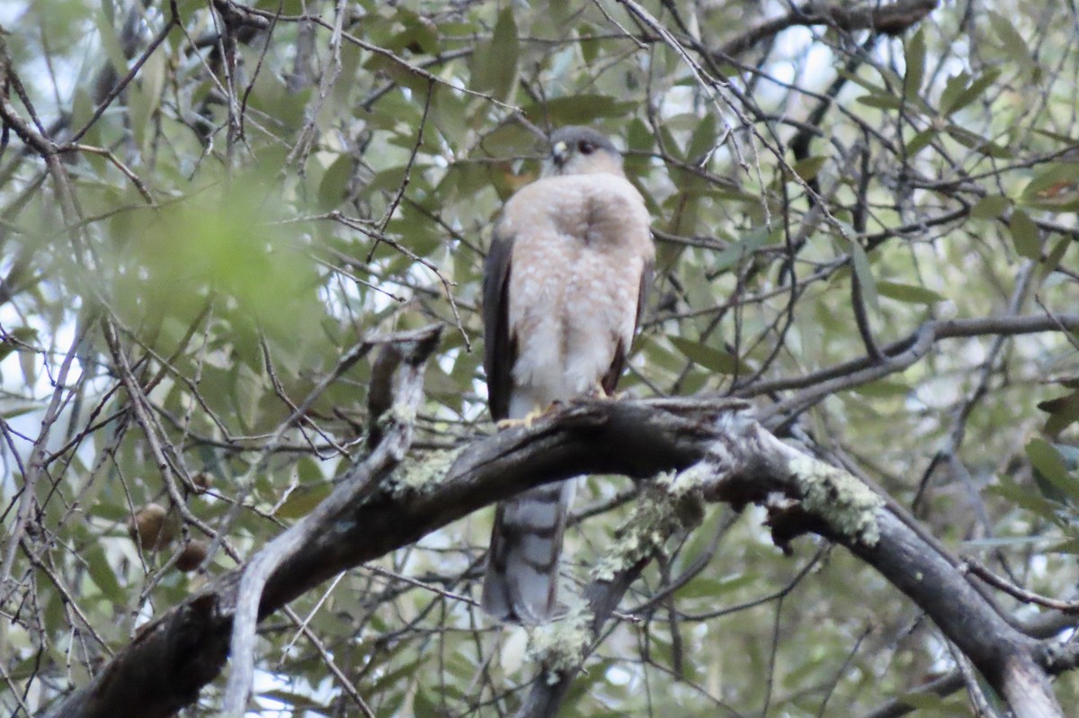eBird Checklist - 3 May 2020 - Mt. Lemmon--Bear Canyon (General ...