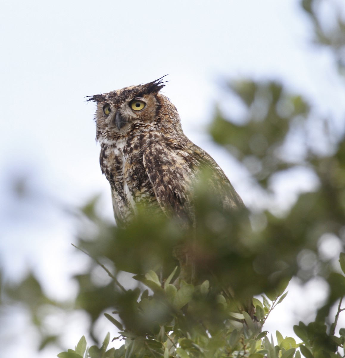 eBird Checklist - 5 Jun 2015 - King Ranch--Norias Division--Center/HQ ...