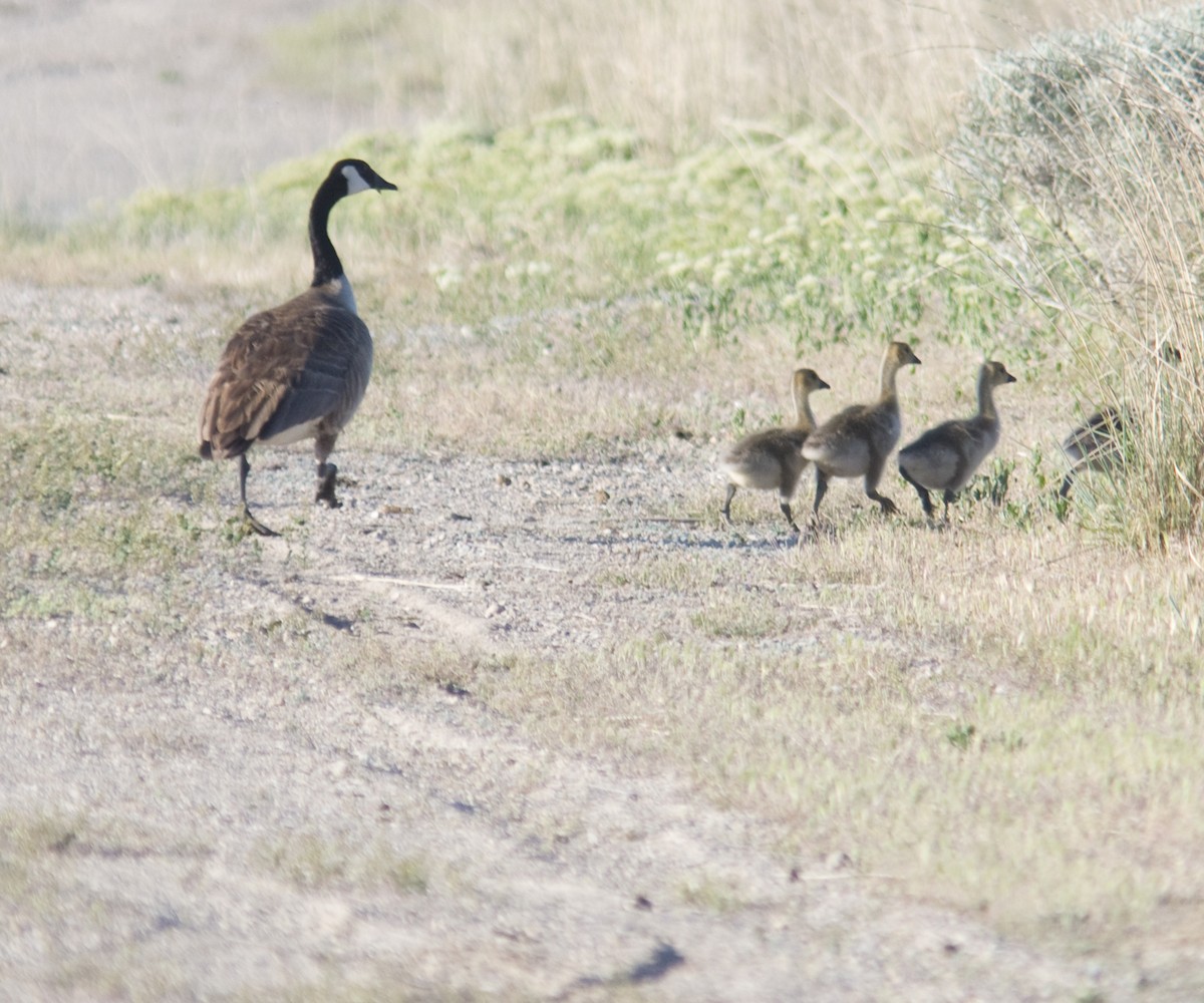 eBird Checklist - 4 May 2020 - Lee Kay Ponds - 48 species (+1 other taxa)