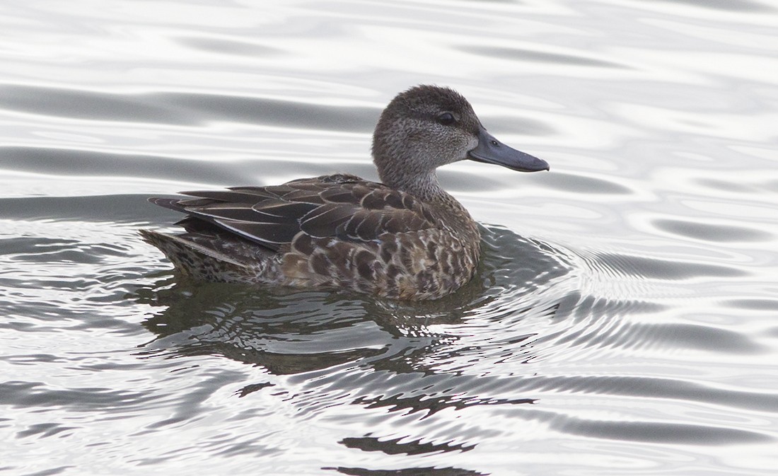 eBird Checklist - 2 Dec 2018 - St. John's--Mundy Pond - 1 species