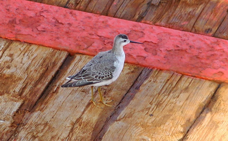 eBird Checklist - 2 Sep 2017 - NL--Hebron Oil field - 2 species