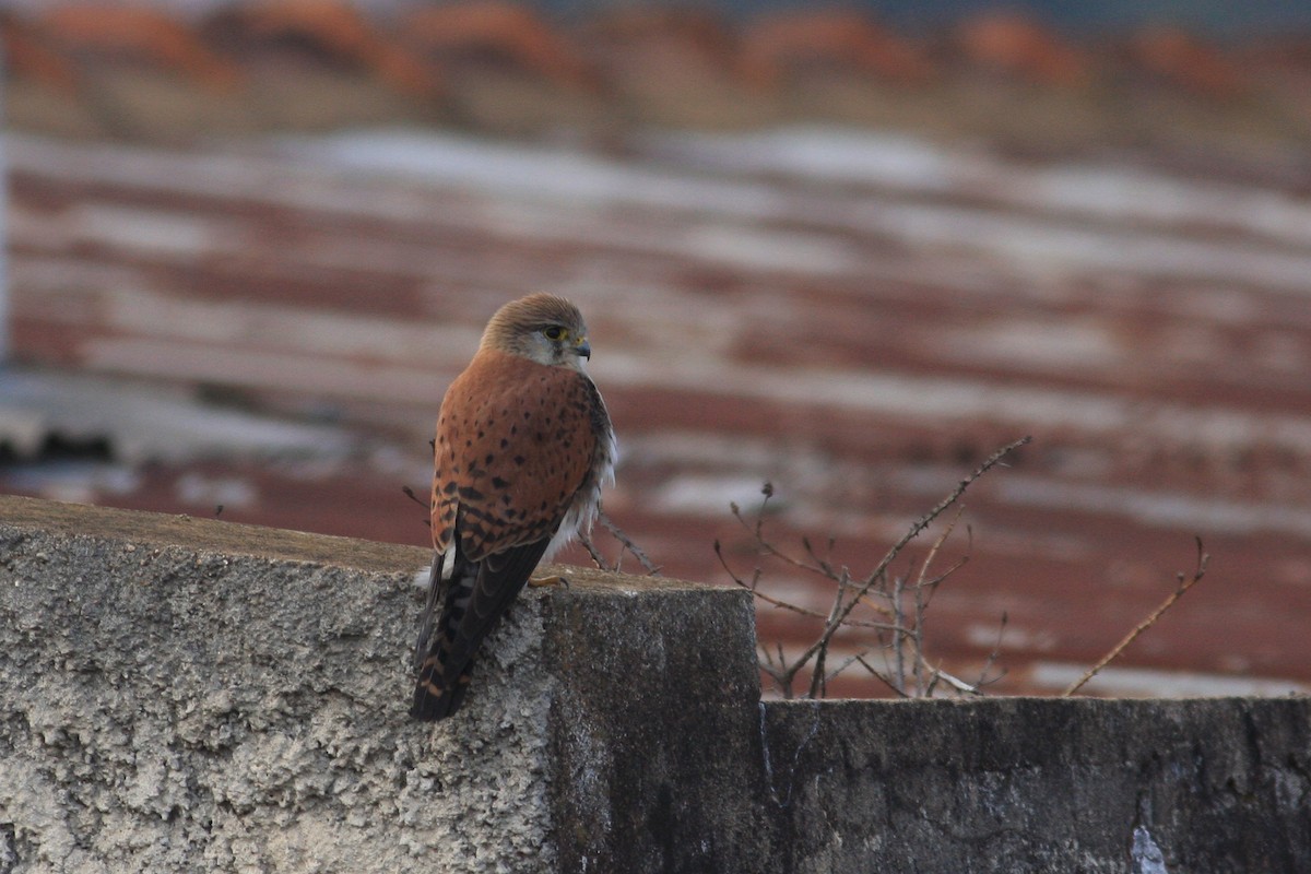 eBird Checklist - 11 Aug 2009 - Parc de Tsarasaotra (Lac Alarobia) - 19 ...
