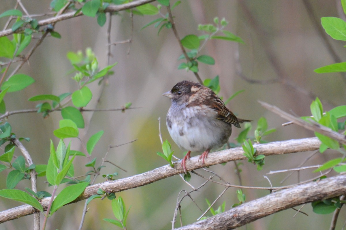 ML231073381 - Dark-eyed Junco x White-throated Sparrow (hybrid ...