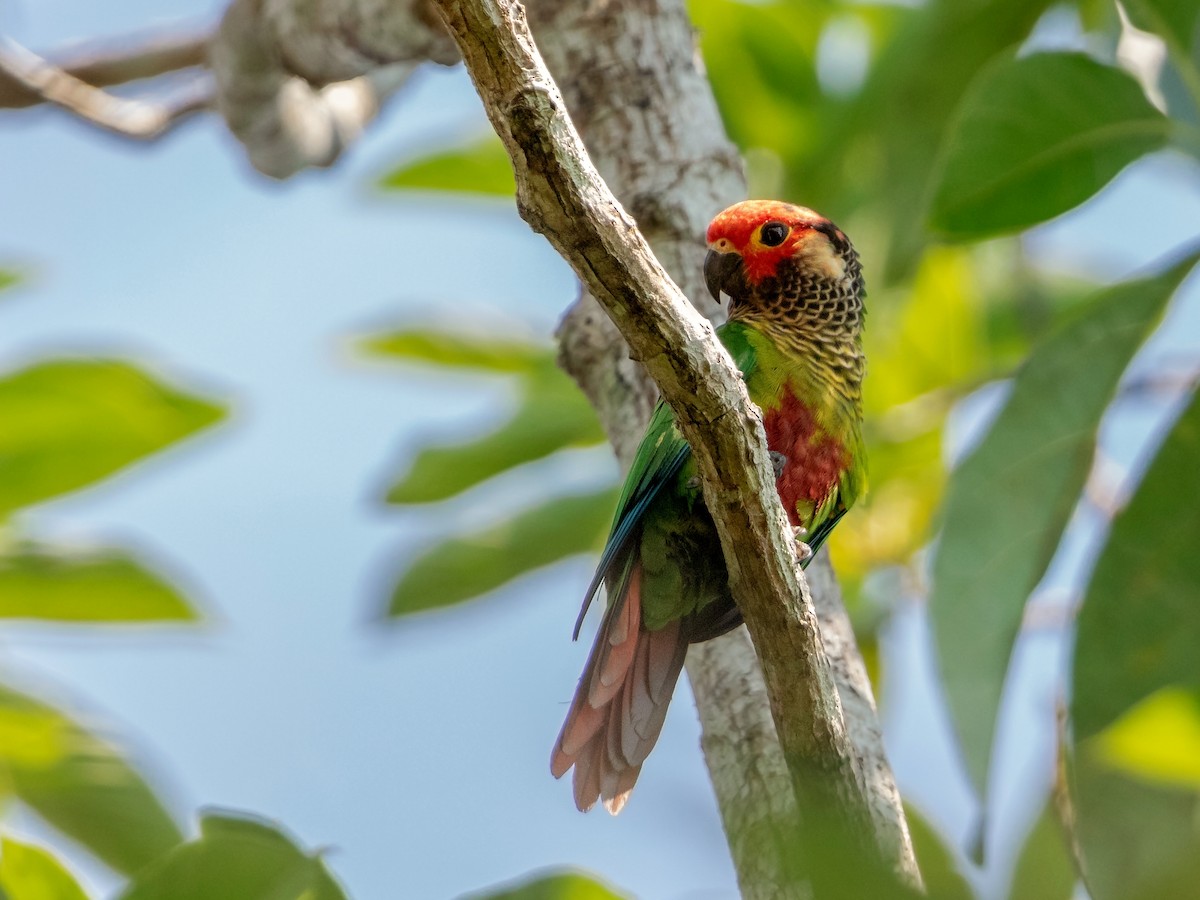ML231225661 - Rose-fronted Parakeet - Macaulay Library