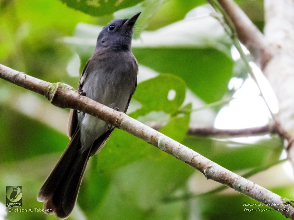 ML231865301 - Black-naped Monarch - Macaulay Library