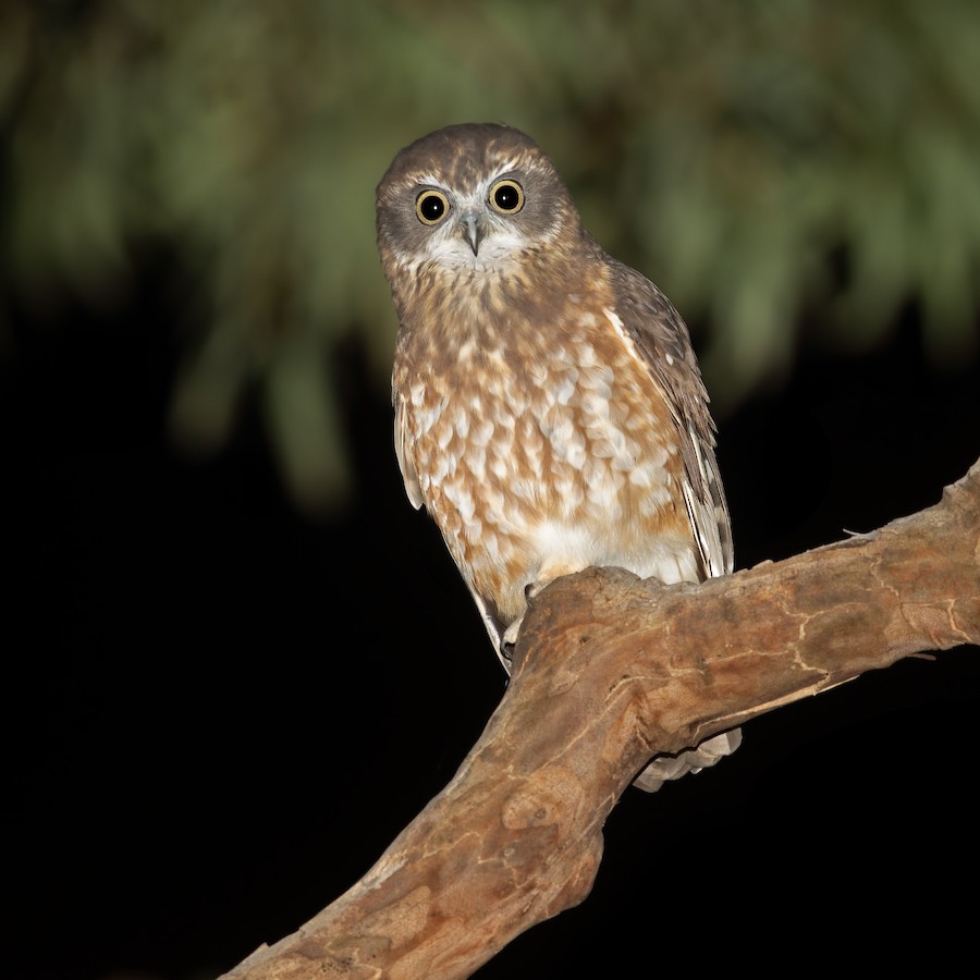 Australian Boobook (Boobook) - eBird