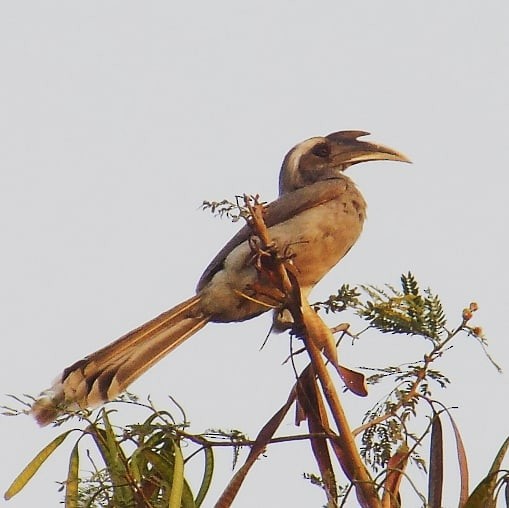 eBird Checklist - 9 May 2020 - Kiraksal Biodiversity Region--Nali ...