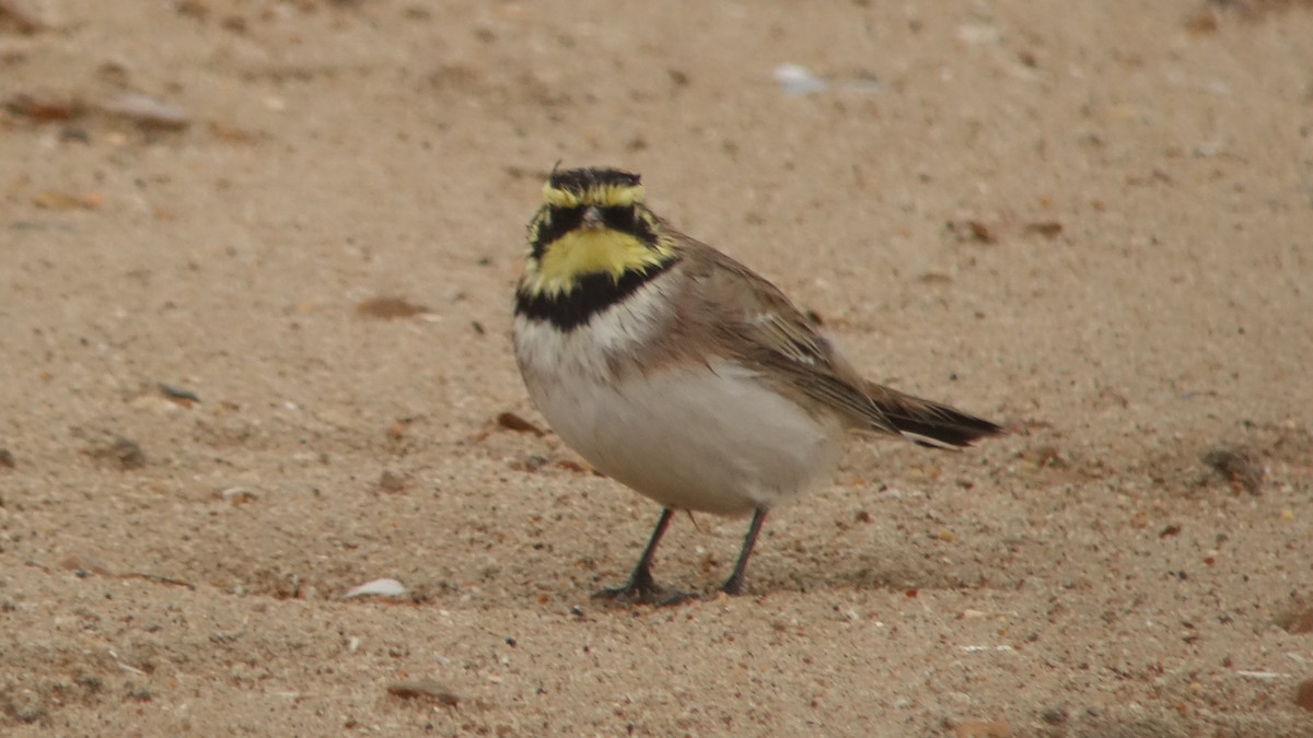 eBird Checklist - 14 Oct 2018 - Holme Dunes NWT NR and NNR - 1 species