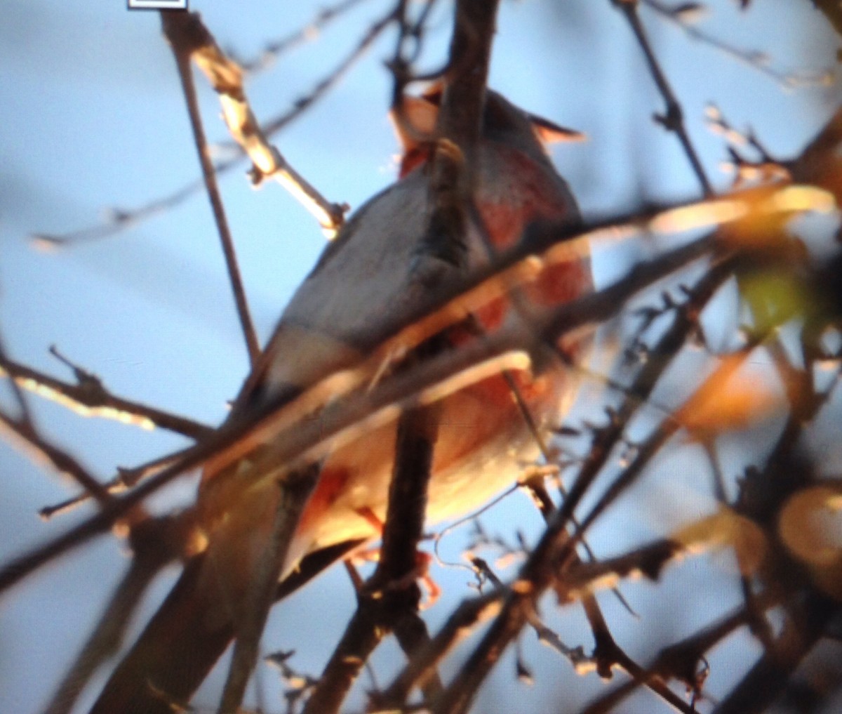eBird Checklist - 15 Jan 2016 - Cox Cemetery - 15 species