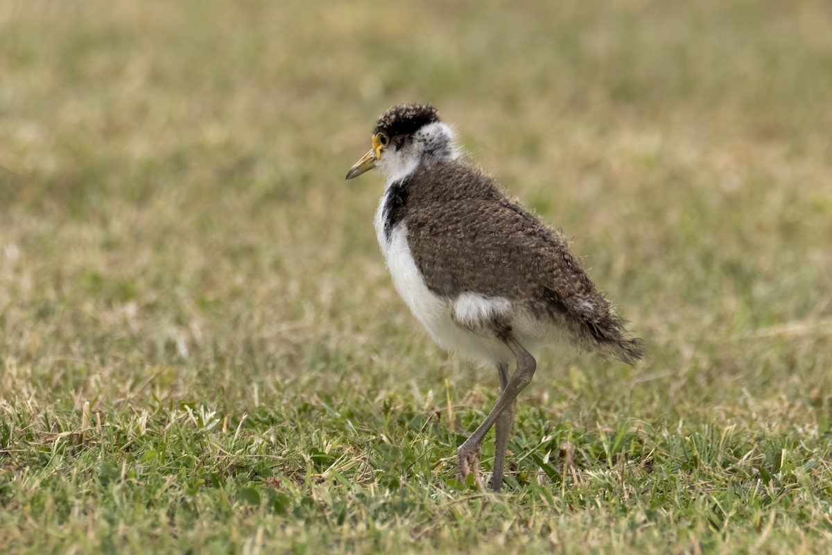 eBird Checklist - 9 May 2020 - The Spit, Southport - 25 species