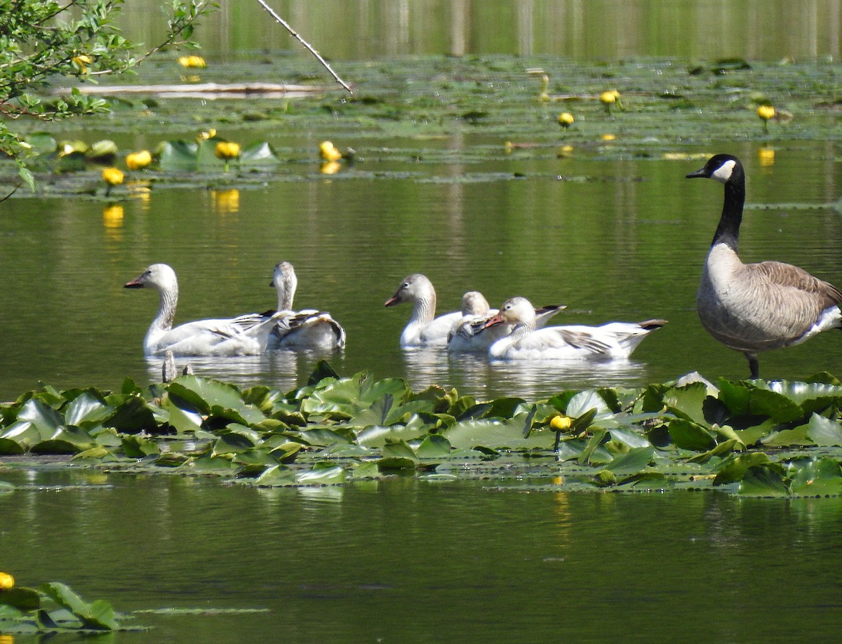 eBird Checklist - 9 May 2020 - Cheam Lake Wetlands Regional Park - 24 ...