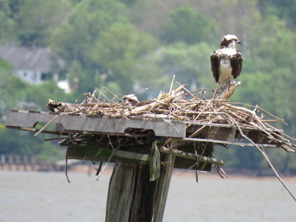 Virginia Breeding Bird Atlas Checklist - 9 May 2020 - Dyke Marsh ...